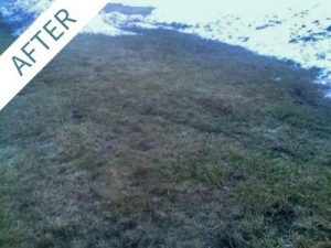 Snow Mold Turf Disease » JBTurf