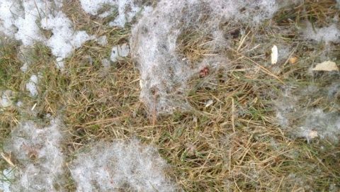 Snow Mold Turf Disease » JBTurf